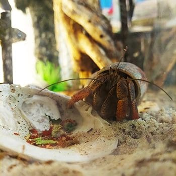 6 Essential Hermit Crab Supplies You Need First - Hermit Crab Pets