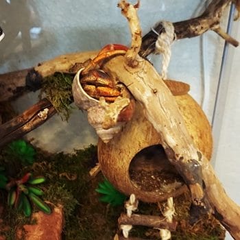 Do Hermit Crabs Sleep? - Hermit Crab Pets