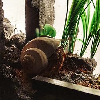 Do Hermit Crabs Smell Bad? - Hermit Crab Pets