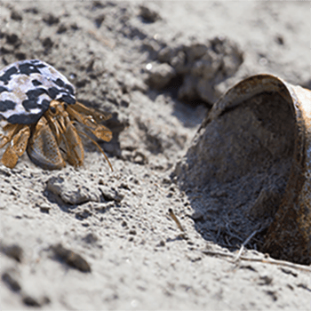 Is Rust Poisonous to Hermit Crabs? - Hermit Crab Pets