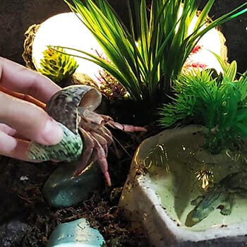 Handling Hermit Crab Pets: Good or Bad? - Hermit Crab Pets