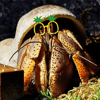 Can Hermit Crabs See? - Hermit Crab Pets