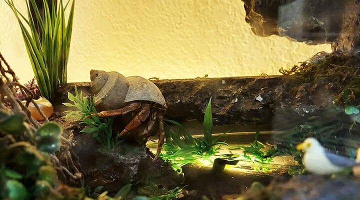 Hermit Crabs 101 6 Basics To Know First Hermit Crab Pets