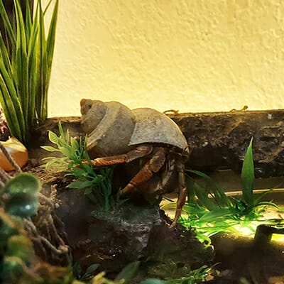 Hermit Crabs 101 6 Basics To Know First Hermit Crab Pets